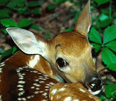 The appearance of modern mammal groups | ANIMAL HISTORY